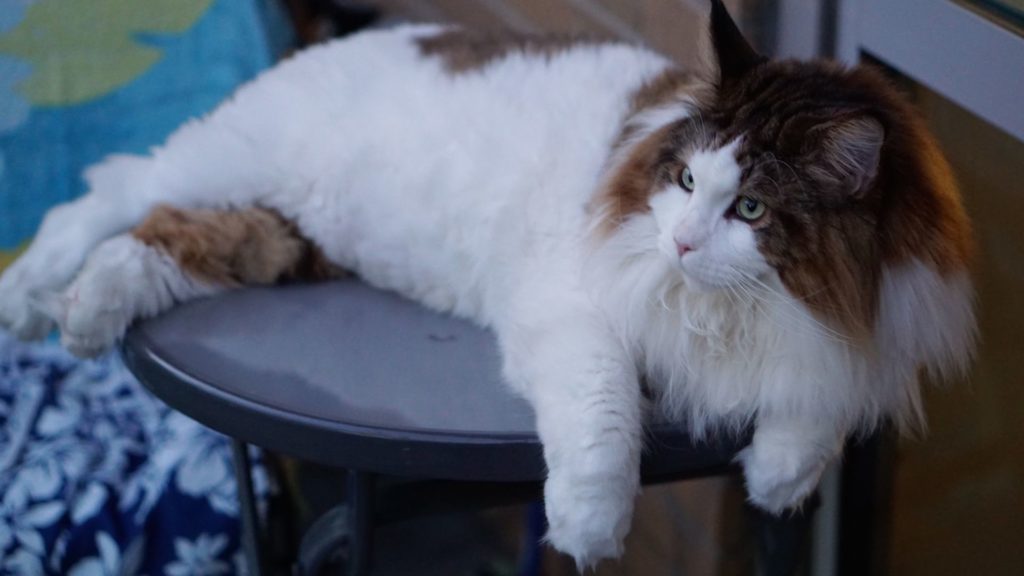 Kitty Cat World Records Purrfect Love