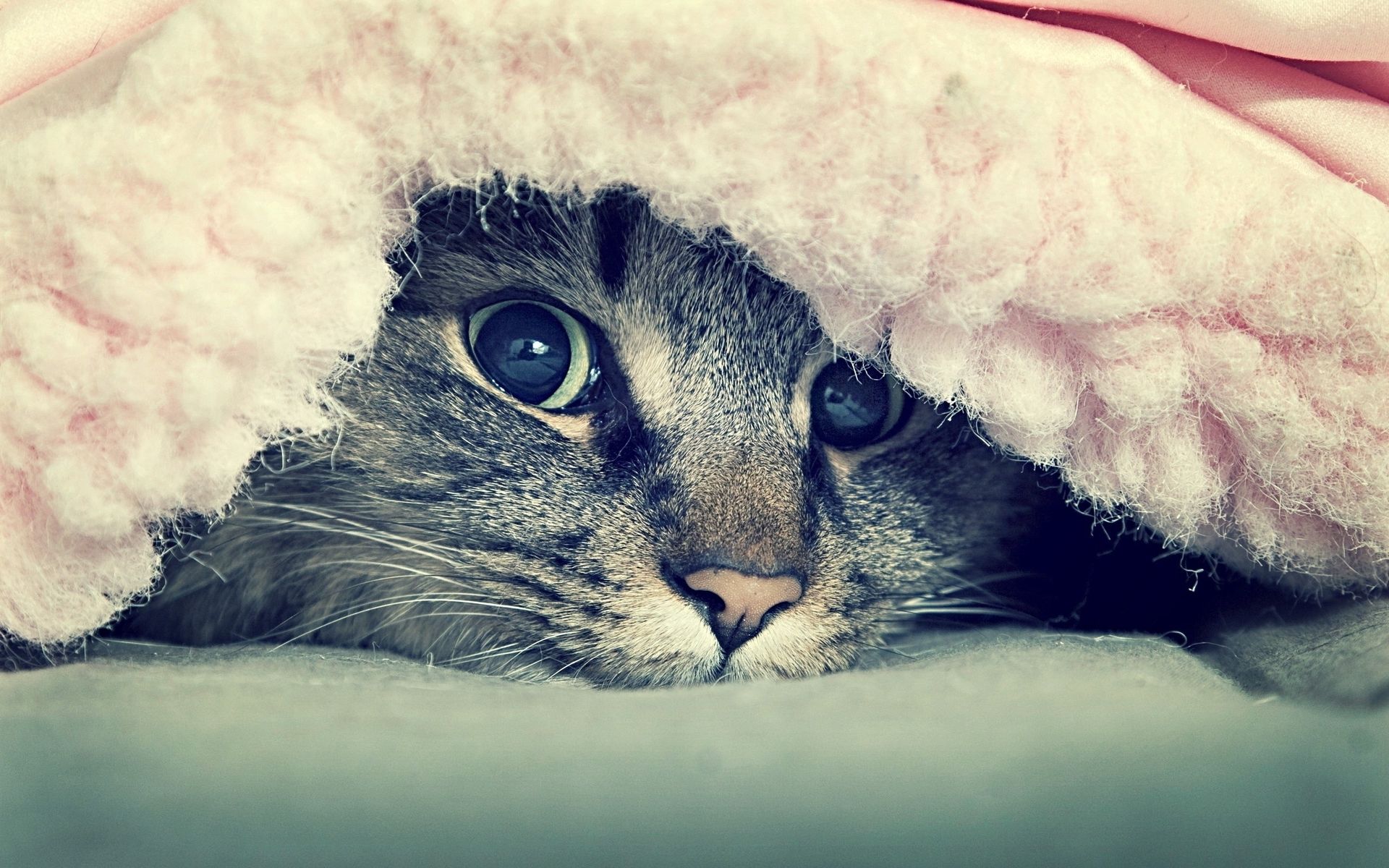 Keep Your Cat Calm During Fireworks - Purrfect Love Keep Your Cat Calm During Fireworks - Purrfect Love